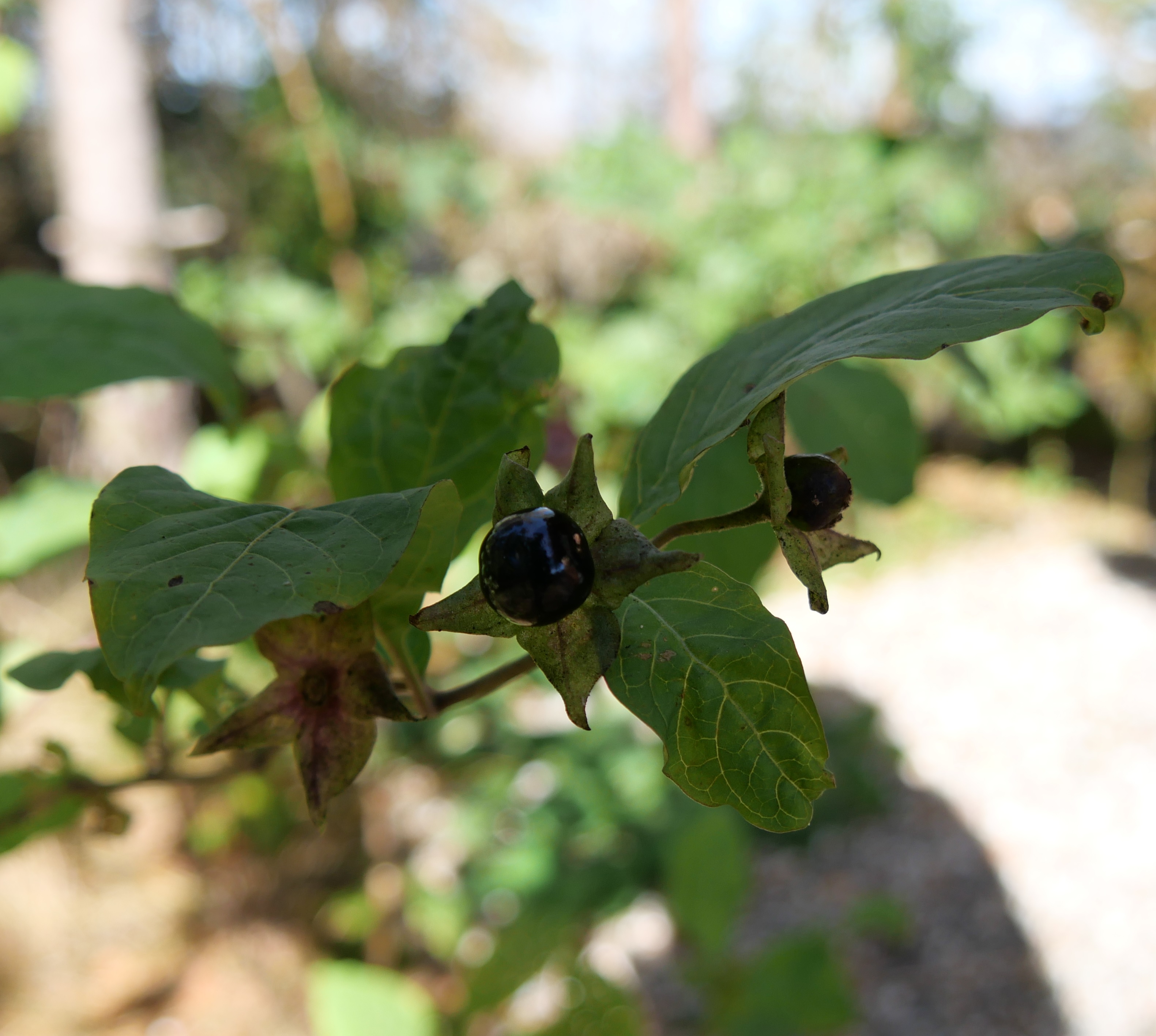 La belladone : une plante de la mort et des sorcières | Sous le ...